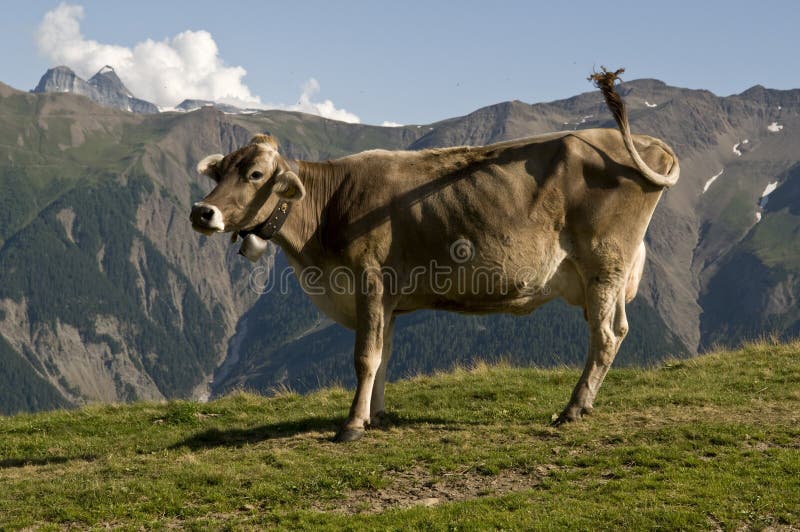 Straying cow stock image. Image of tail, bell, alpine - 19087491