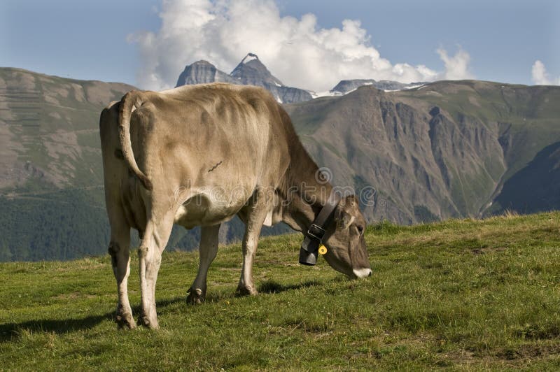 Straying cow stock photo. Image of alps, hill, nature - 19087512
