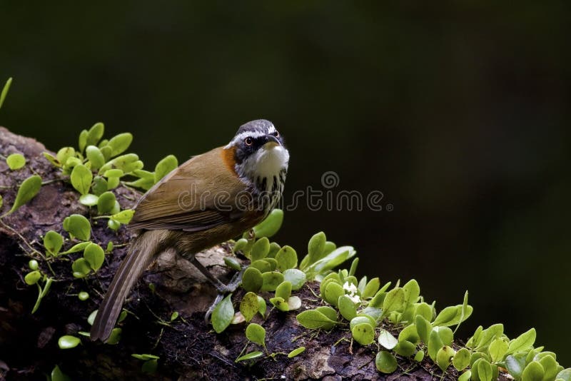 Streak-breasted Scimitar Babbler,Pomatorhinus Ruficollis Stock Image ...