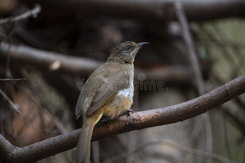 Streak - eared Bulbul stock photo. Image of blanfordi - 218437944
