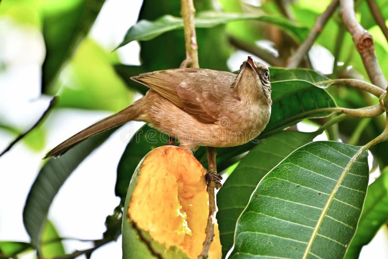 Streak-eared Bulbul Eating Ripe Mangoes Stock Image - Image of food ...