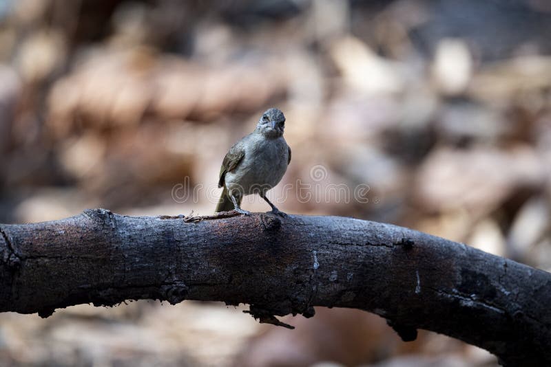 Streak - eared Bulbul stock photo. Image of streak, animal - 182614260