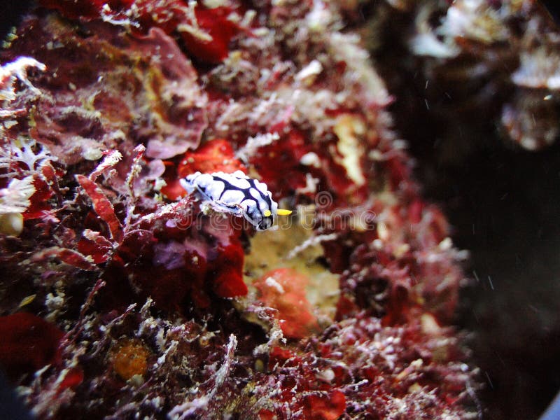 A streak Ovula(ovum) stock photo. Image of life, anemone - 69147150
