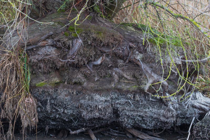 Streaked Roots of a Tree on the Bank of a Stream Stock Image - Image of ...
