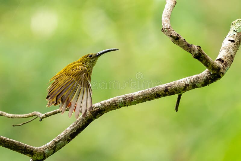 Streaked Spiderhunter Perching on Perch, Stretching Its Wing Isolated ...
