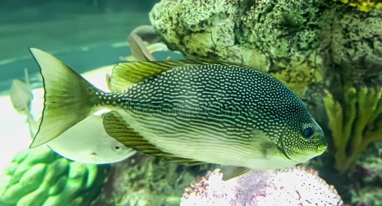 Streaked Spinefoot Fish Gracefully Swimming an Underwater of Ocean ...