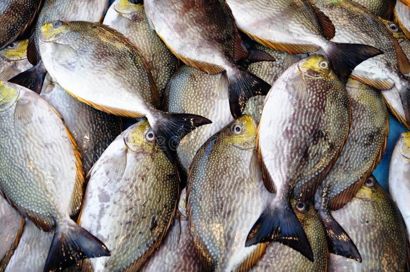 Streaked Spinefoot (rabbit Fish) Stock Photo - Image of life, coral ...