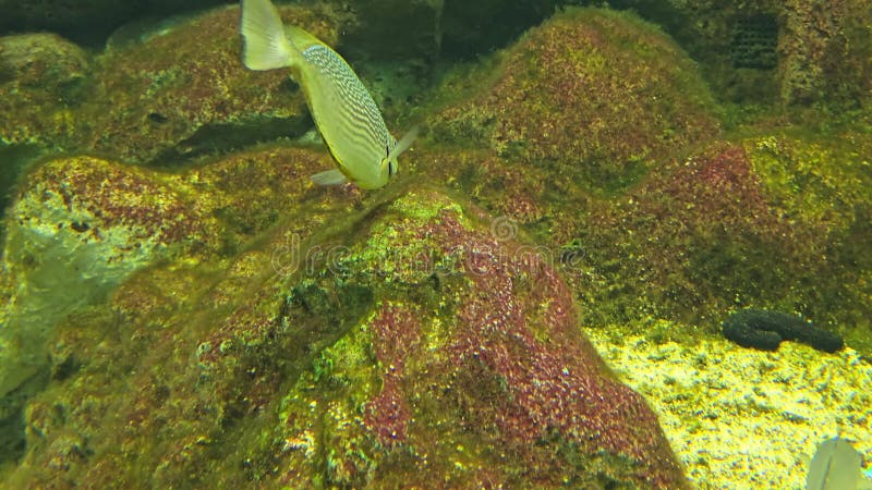 Streaked Spinefoot Swimming Undersea. Stock Footage - Video of ...