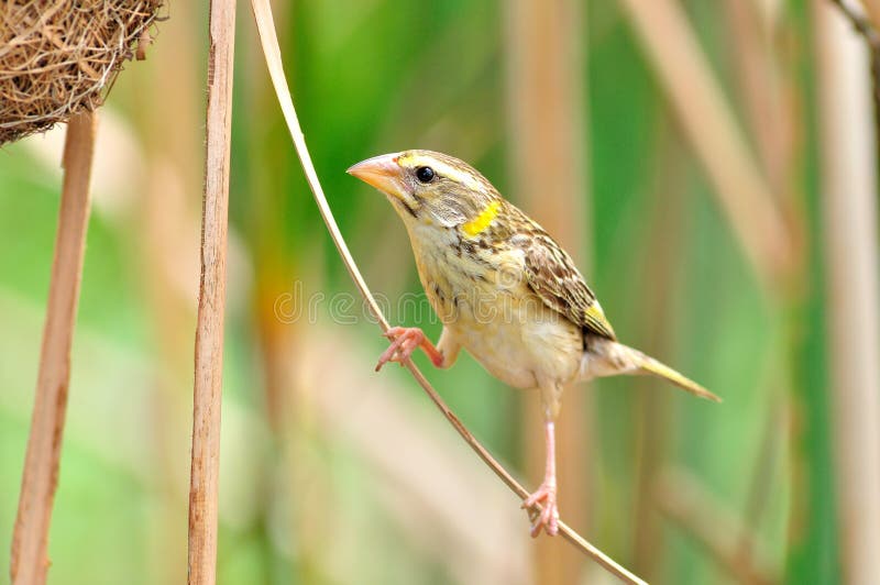 Streaked Weaver Ploceus Manyar Stock Image - Image of closeup, streaked ...