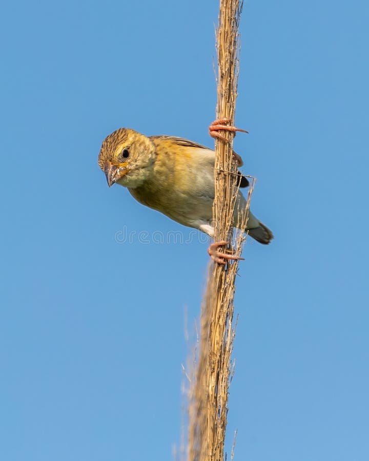 A Streaked Weaver Bird in Conversation Stock Photo - Image of closeup ...