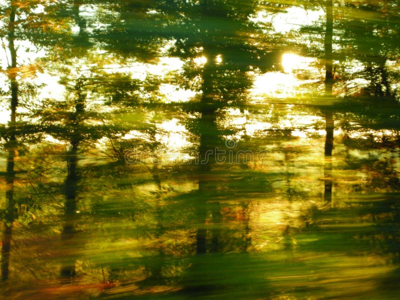 Streaks of branches stock photo. Image of blur, woodland - 83694488