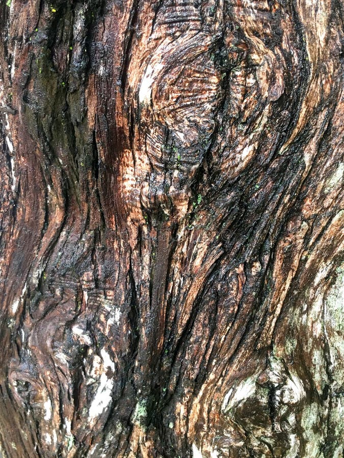 Australian gumtree bark stock image. Image of australian - 135968367