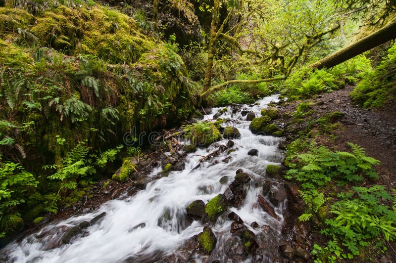 Stream stock image. Image of park, gorge, greenery, river - 19633313