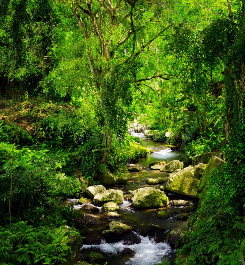 Stream stock image. Image of beautiful, foliage, light - 26907977