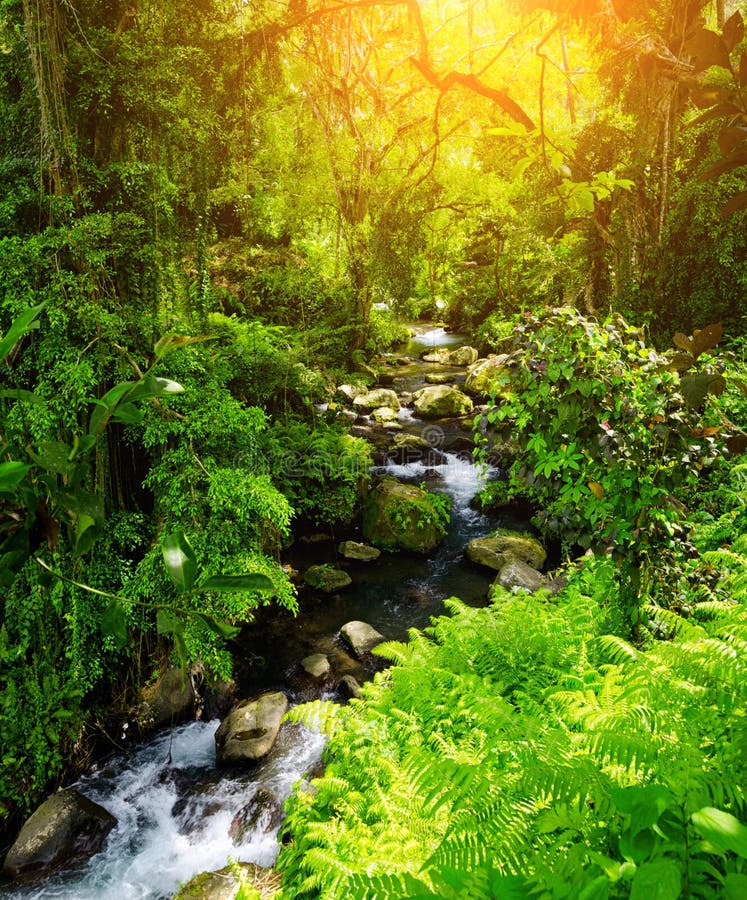 Moutain stream stock photo. Image of bright, environment - 10508110