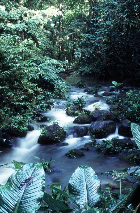 Stream stock image. Image of tropical, stream, green, rica - 76261