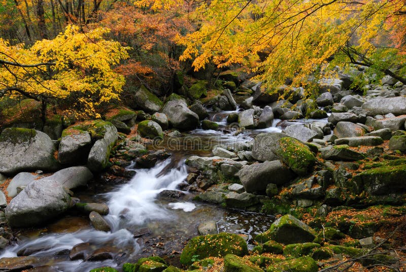 Stream in Autumn forest stock photo. Image of rocks, waters - 7032738