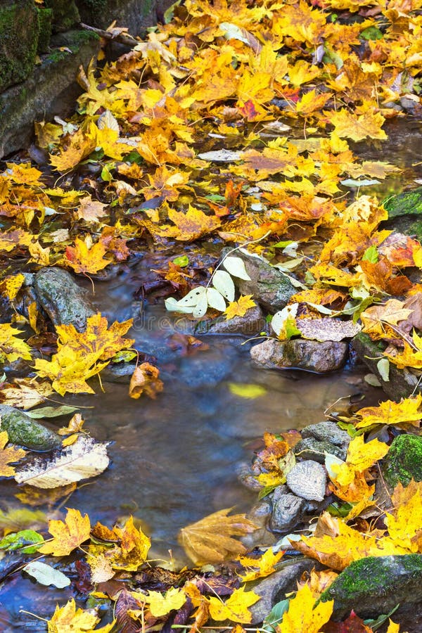 Maple leaves in the stream stock image. Image of mountains - 3670811