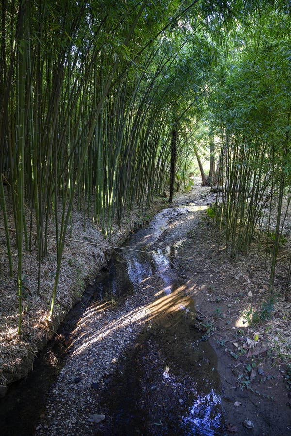 A Stream in a Bamboo Forest Stock Image - Image of view, water: 277878883