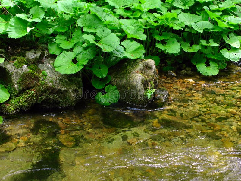 Stream bank stock image. Image of brook, water, creek - 10515905