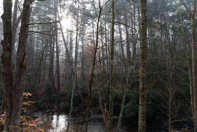 Stream and Bare Trees in Fall Winter Landscape on a Foggy Morning Stock ...