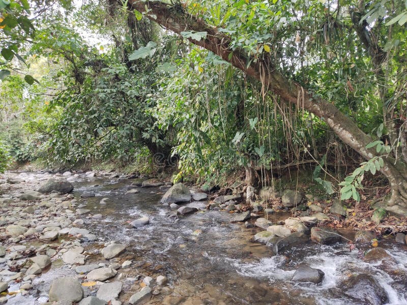 A Stream Beautiful Like the Sea Stock Image - Image of jungle, rapid ...