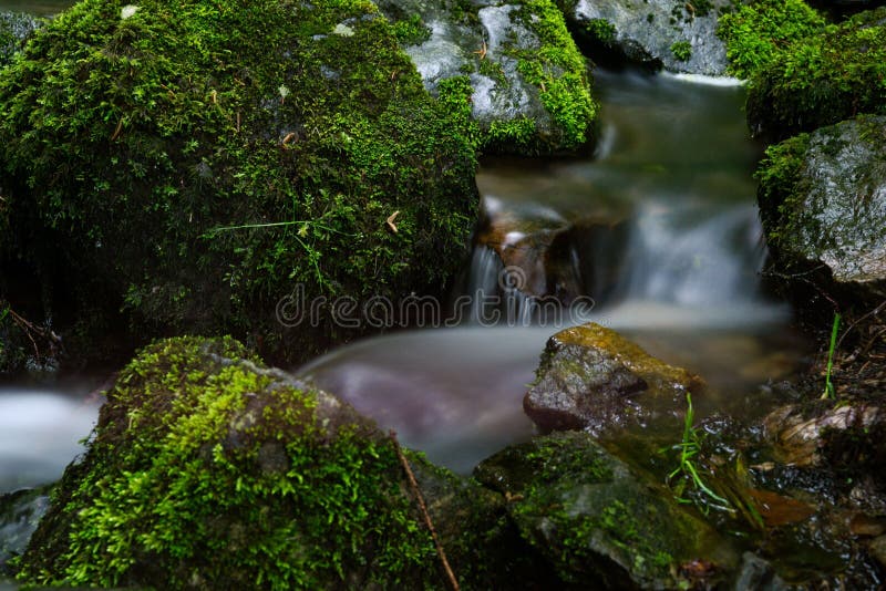 Stream in the Black Forest. Idyllic Silence. Atmosphere in the Forest ...