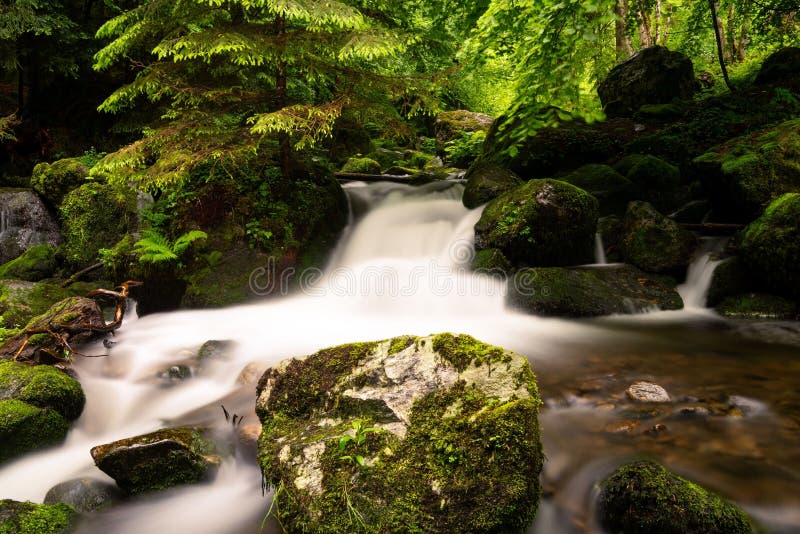 Stream in the Black Forest. Idyllic Silence. Atmosphere in the Forest ...