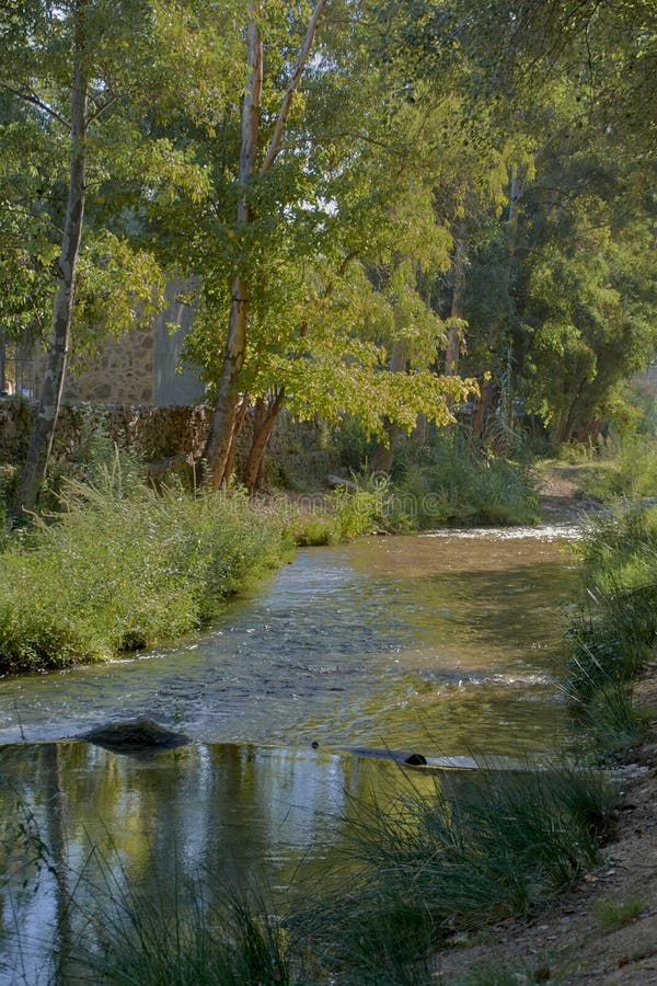 Stream with Calm and Transparent Waters Stock Image - Image of plant ...