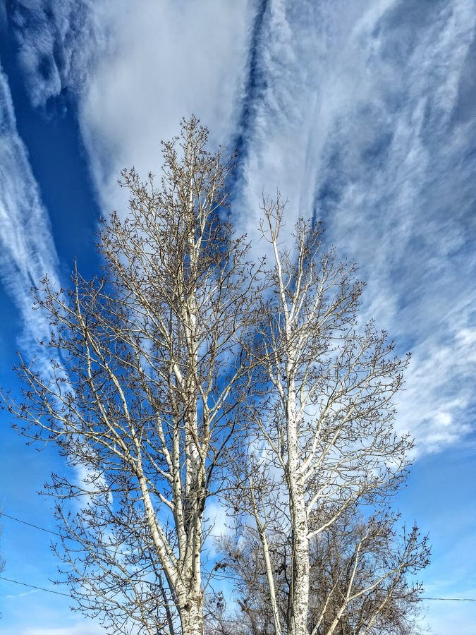 Stream stock photo. Image of spring, cloud, stream, tree - 113437708