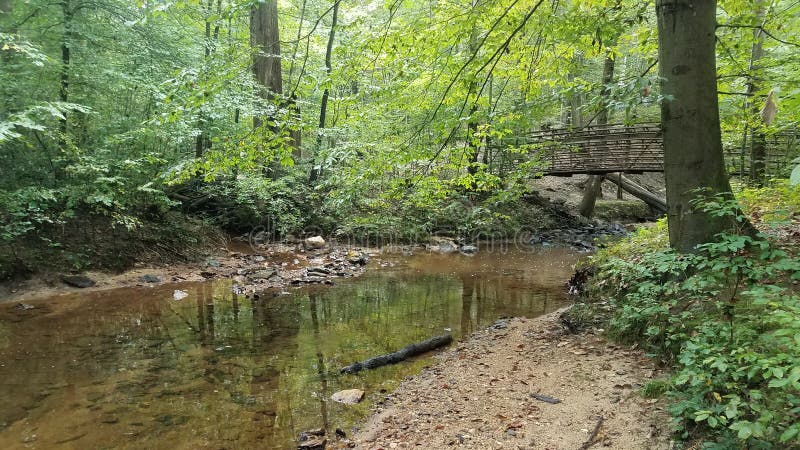 Stream or Creek Water in Woods with Trees and Bridge Stock Image ...
