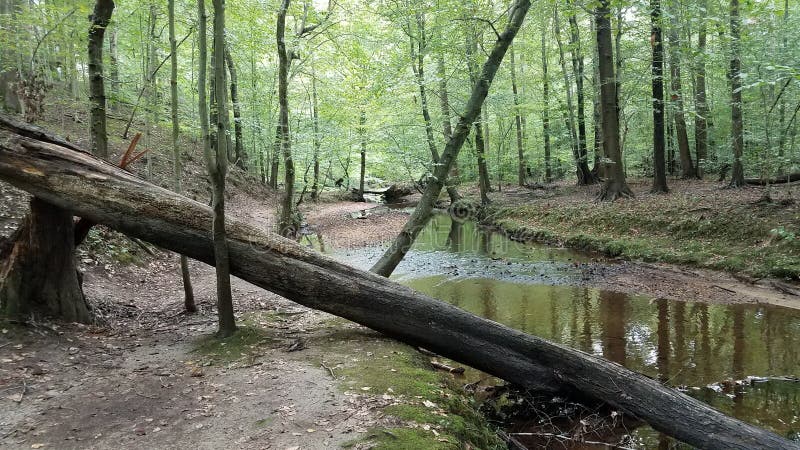 Stream or Creek Water in Woods with Trees Stock Photo - Image of tree ...