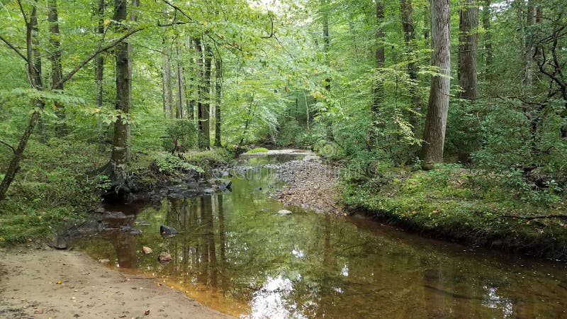 Stream or Creek Water in Woods with Trees Stock Photo - Image of forest ...