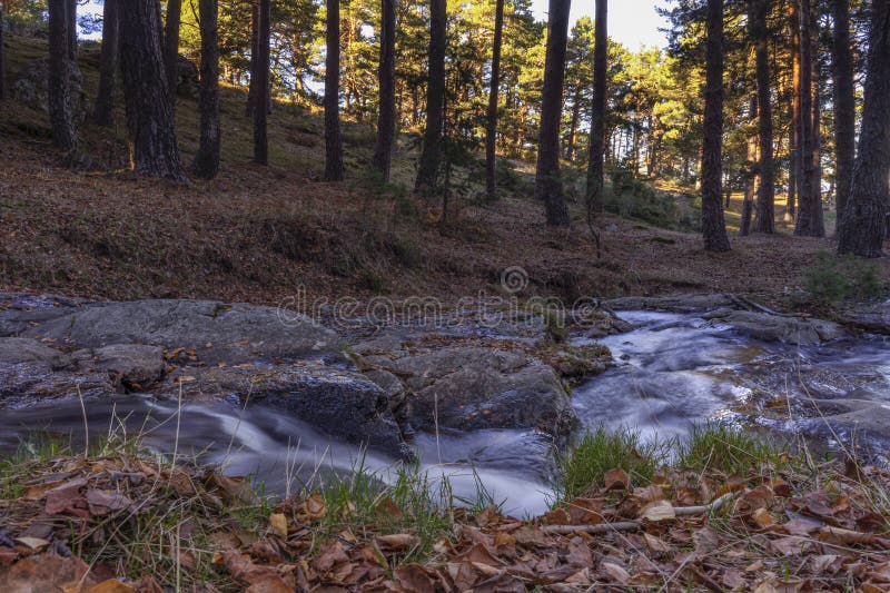 A Stream of Crystal-clear Water Flows through a Forest Carpeted with ...