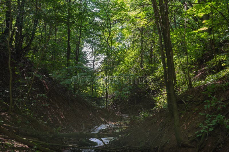 Stream in a dark forest stock image. Image of forest - 72796665