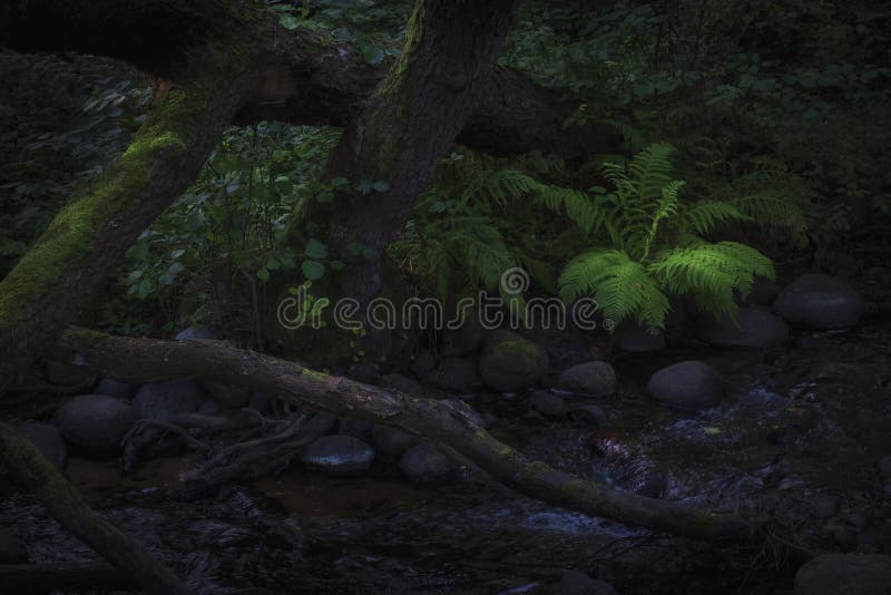 Stream in a Dark Forest or Jungle with Ferns, Lianas and Trees in Moss ...