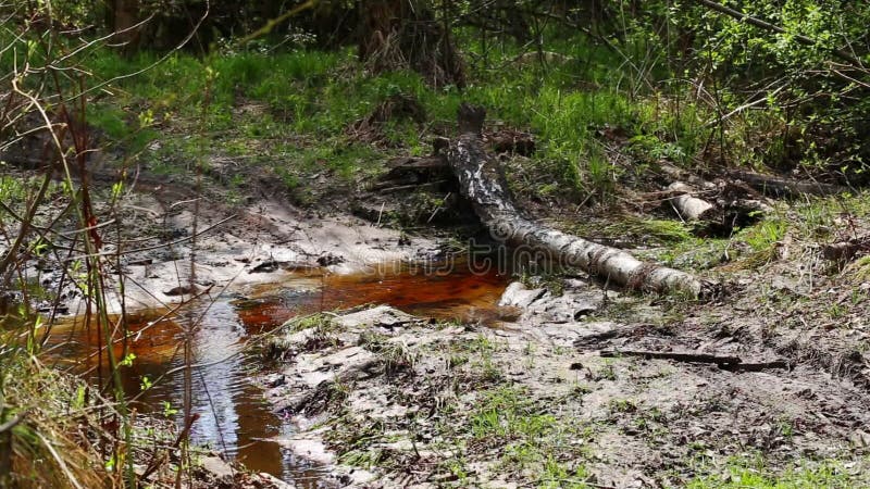 A Stream with Dark Water Flows in the Forest in Spring. Peat Land ...