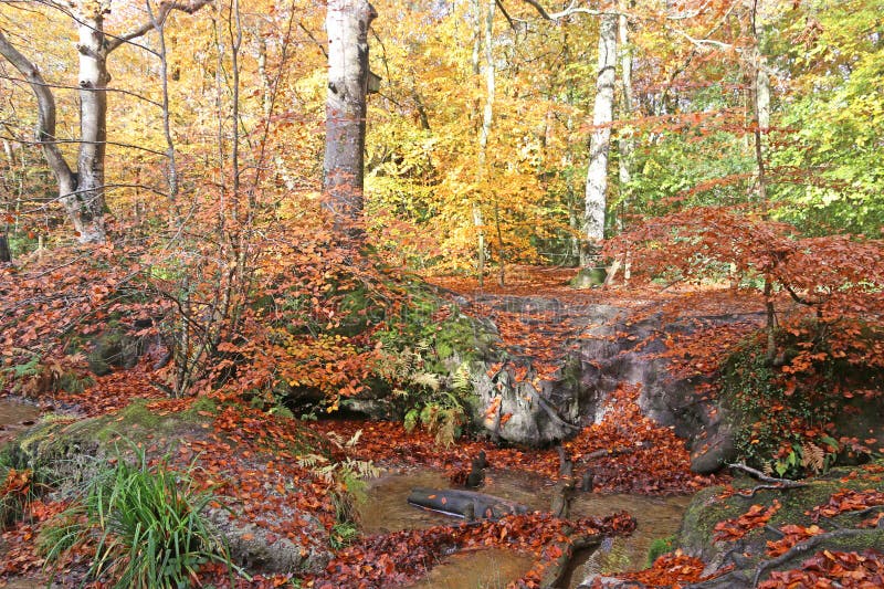 Decoy Country Park, Devon in Autumn Stock Image - Image of foliage ...