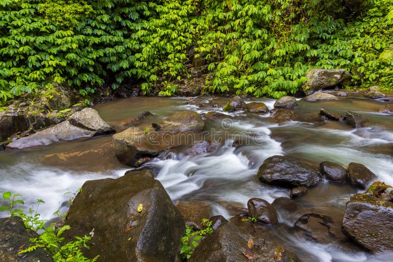 A Stream in a Deep Forested Canyon, Bali Stock Photo - Image of canyon ...