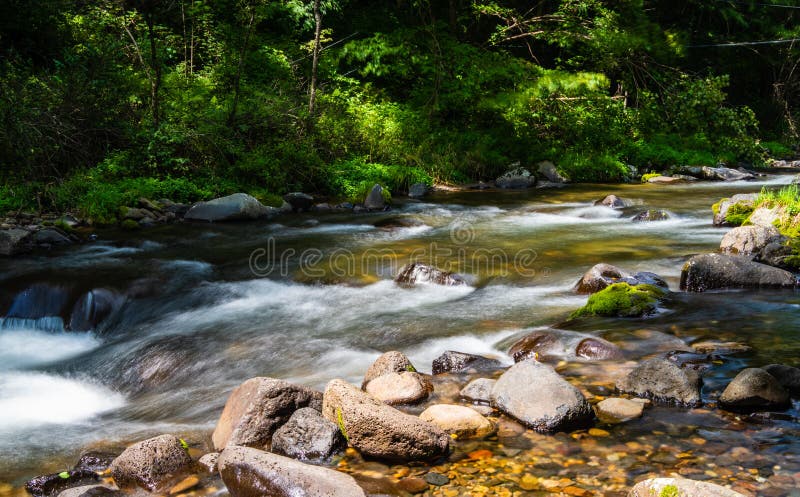Stream in dense forest stock image. Image of woods, natural - 126303539