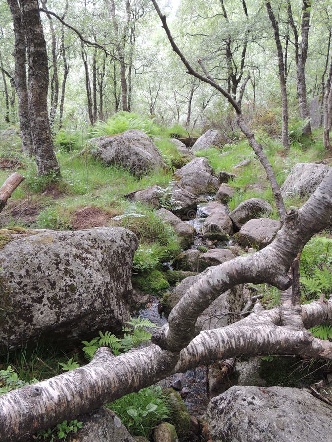 Stream in a dense forest stock image. Image of nature - 75951483