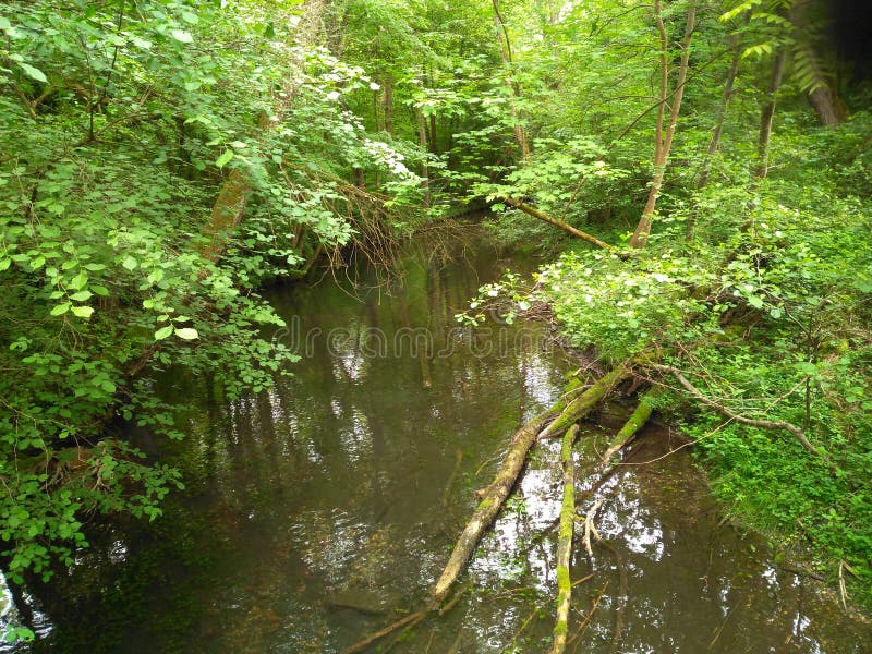 The Stream Disappears into a Magical Green Stock Image - Image of dead ...