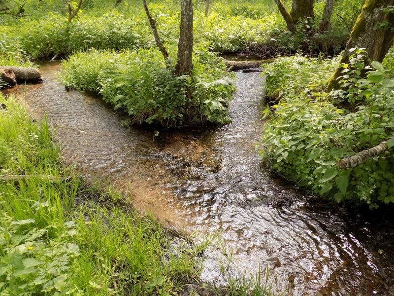 Forest Stream with Clear Spring Water. Stock Photo - Image of green ...
