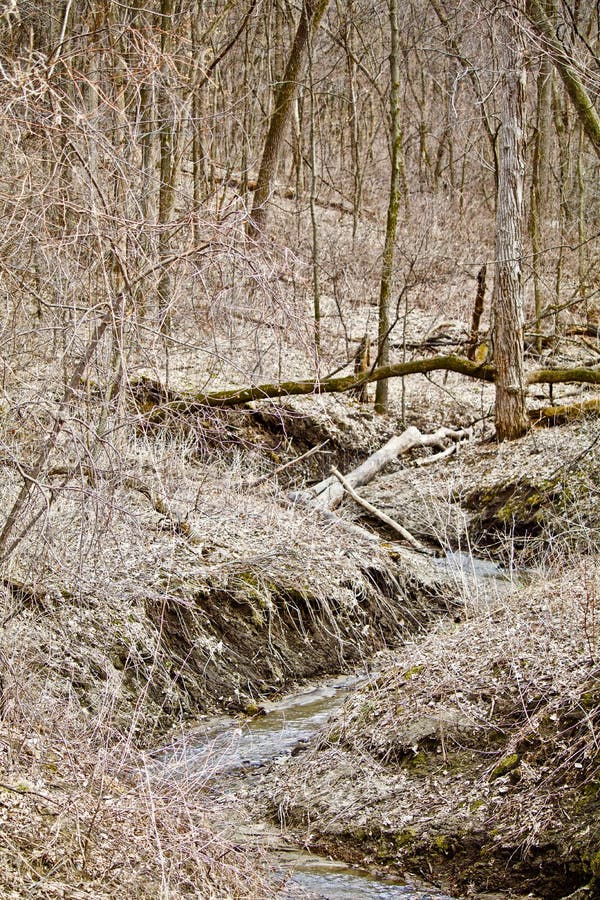 Stream Down the Early Spring Gulley Stock Photo - Image of tree, river ...
