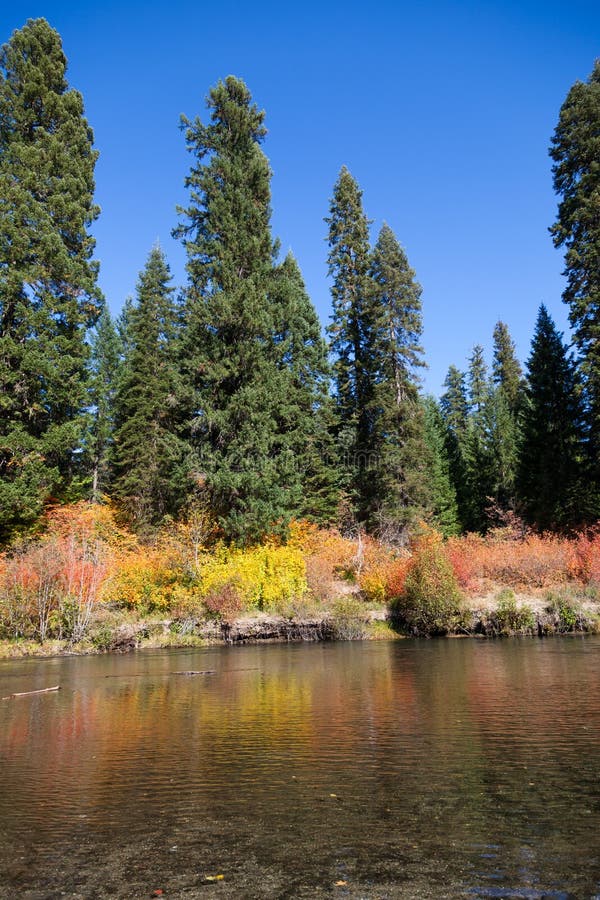 Stream with Fall Foliage stock photo. Image of branch - 96849212