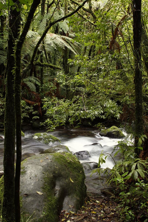 Stream in Tropical Rainforest Stock Photo - Image of scenic, creek ...