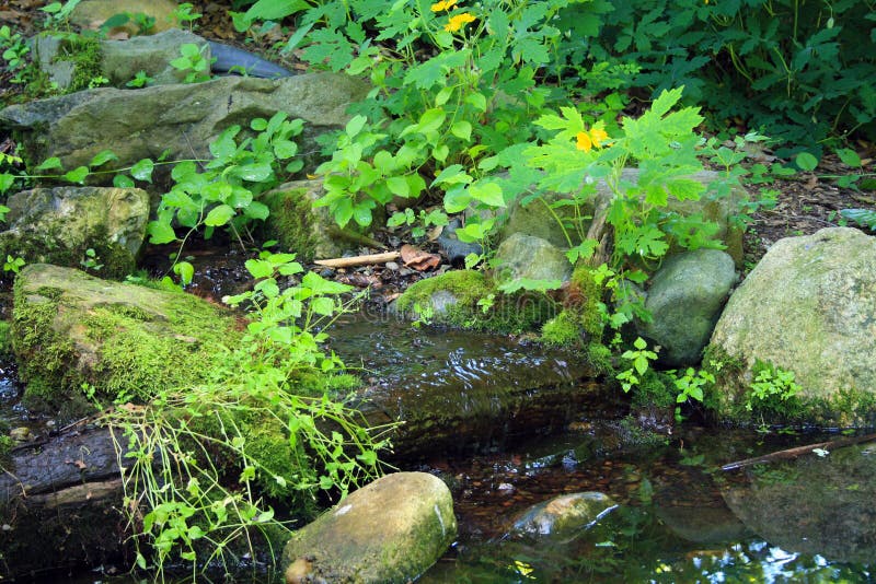 Stream with flowers stock photo. Image of vegetation - 94263000