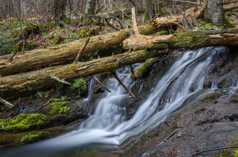 Stream Flowing Beneath Large Fallen Tree Trunk Stock Photo - Image of ...
