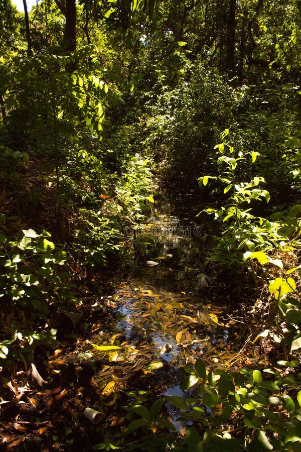 A Stream Flowing among Bushes in Summer Stock Image - Image of bushes ...