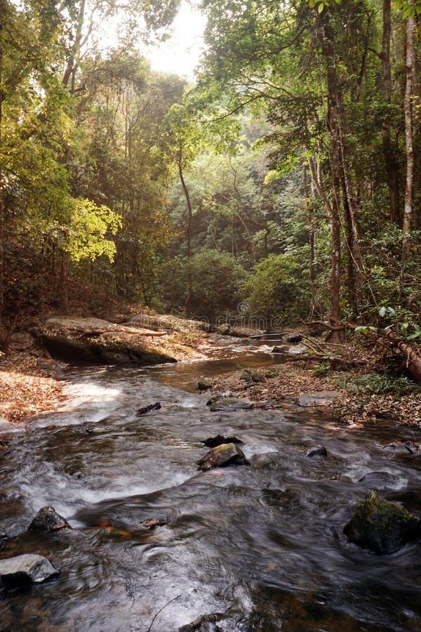 A Stream Flowing in a Completely Natural Forest. the Integrity of the ...